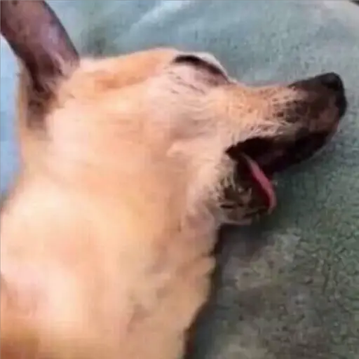 Sticker Maker - 12.2 Cansado Dormido