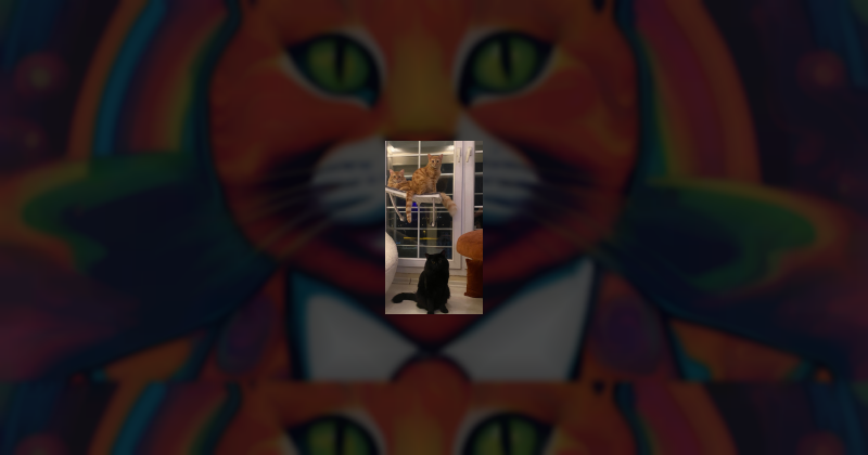 Sticker Maker - 3m_catsos1