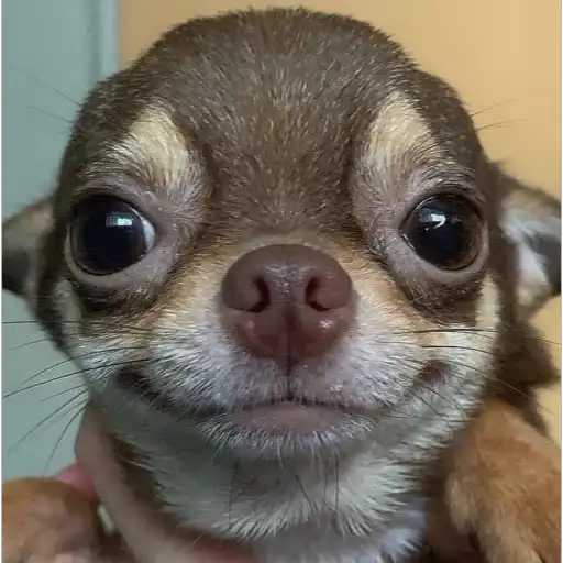 Sticker Maker - 4.6 cute feo