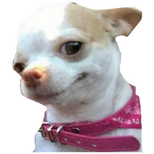 Sticker Maker - 4.6 cute feo