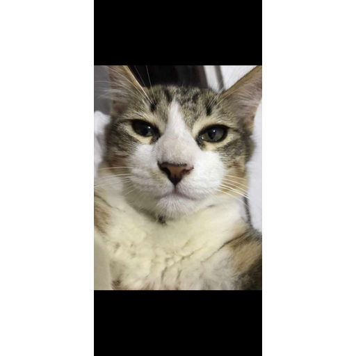 Sticker Maker - Alexa18