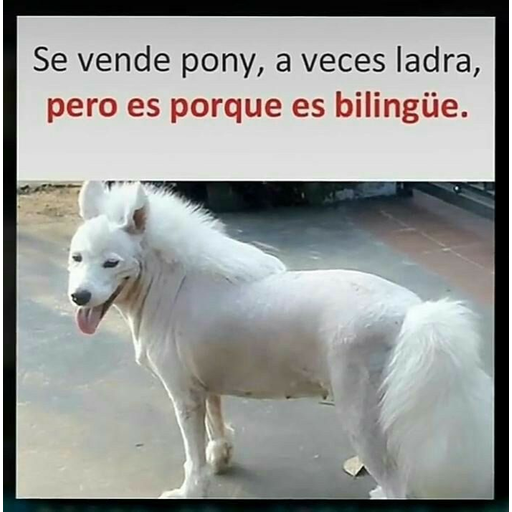 Sticker Maker - Ali stiker