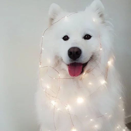 Sticker Maker - alp 10