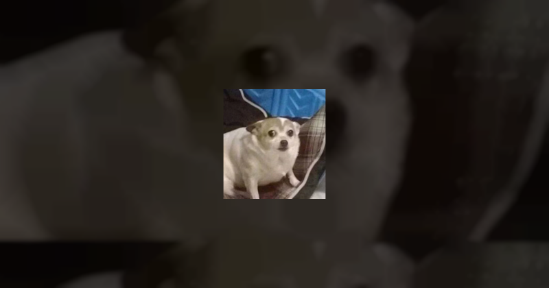 Sticker Maker - alp 20