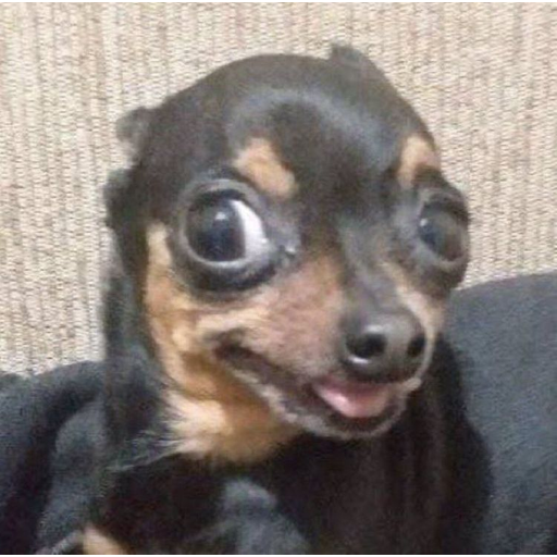 Sticker Maker - animales