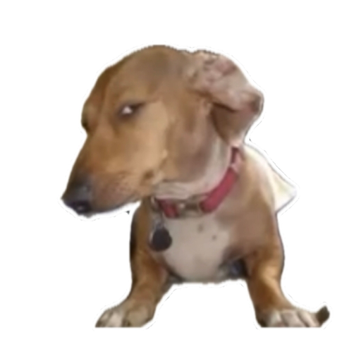 Sticker Maker - Animals Reactions