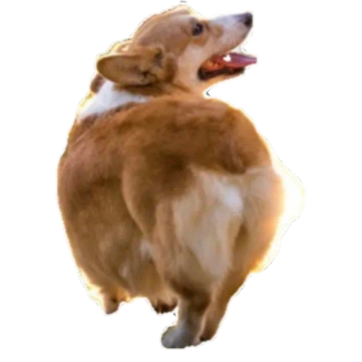 Sticker Maker - Animals Reactions
