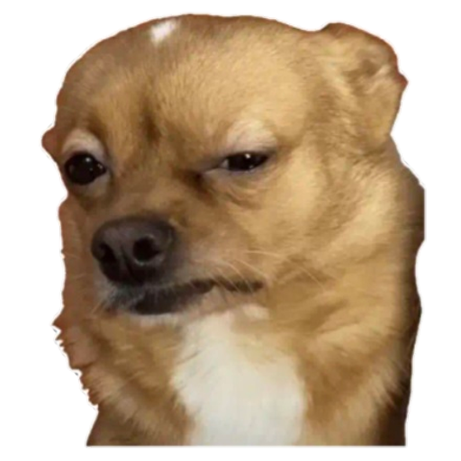 Sticker Maker - Animals Reactions