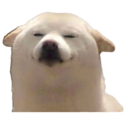Sticker Maker - Animals Reactions