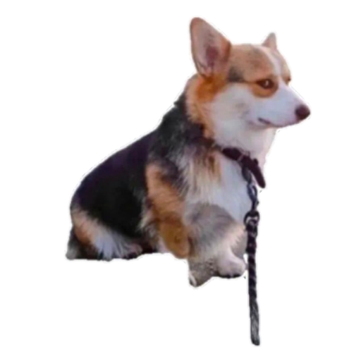 Sticker Maker - Animals Reactions