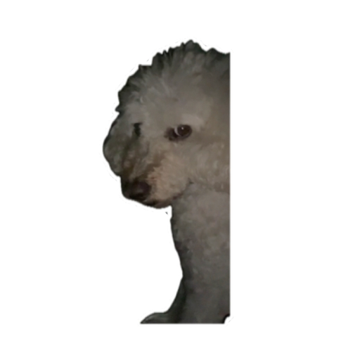 Sticker Maker - Animals Reactions