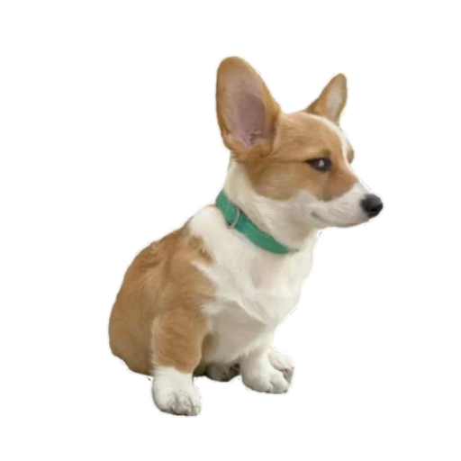 Sticker Maker - Animals Reactions