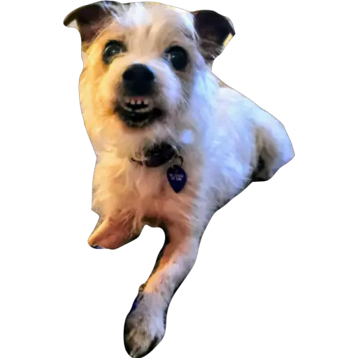 Sticker Maker - Bella