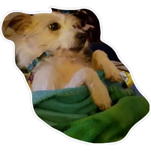 Sticker Maker - Bella