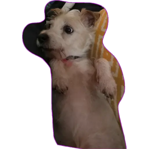 Sticker Maker - Bella