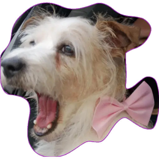 Sticker Maker - Bella