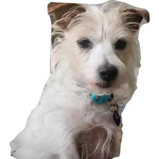 Sticker Maker - Bella