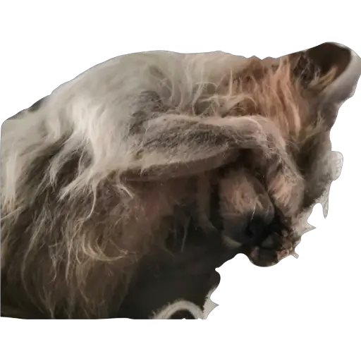 Sticker Maker - Bella