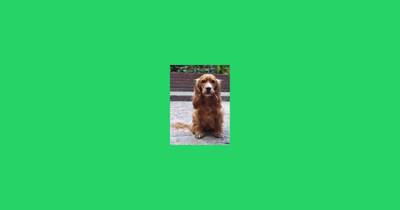 Sticker Maker - Benji10