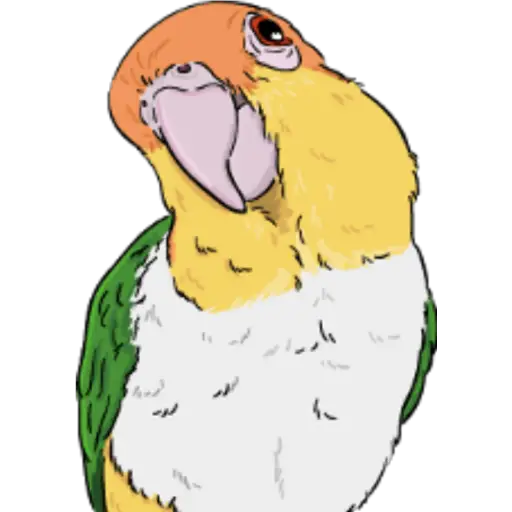 Sticker Maker - Caique (Made by Gooli Huang) @kikithecaique