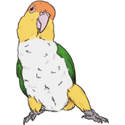 Sticker Maker - Caique (Made by Gooli Huang) @kikithecaique