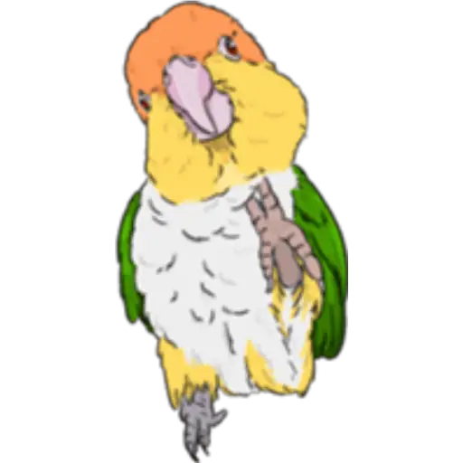 Sticker Maker - Caique (Made by Gooli Huang) @kikithecaique