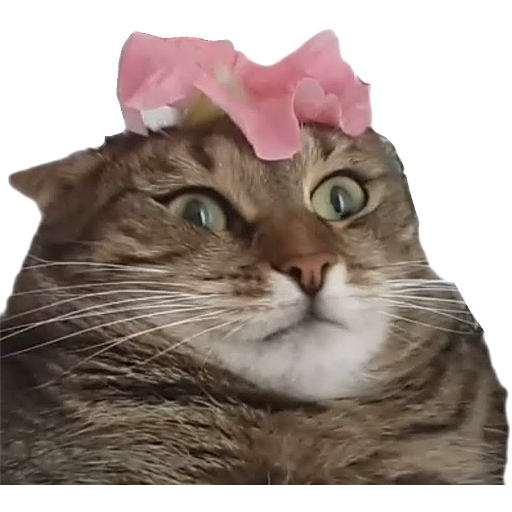 Sticker Maker - Cats #01