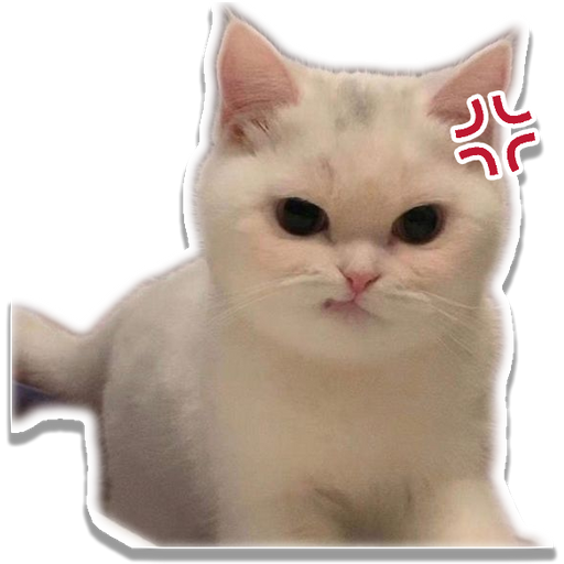 Sticker Maker - Cat Cat