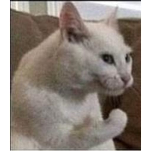 Sticker Maker - cat squad