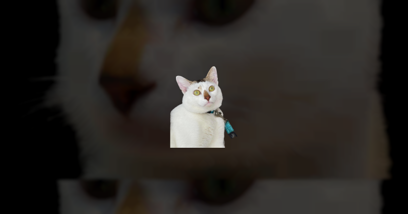 Sticker Maker - Cat_St