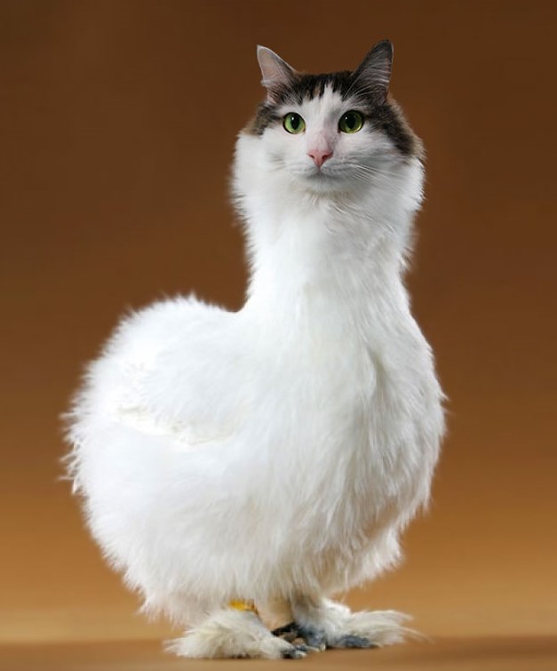 Sticker Maker - catcat