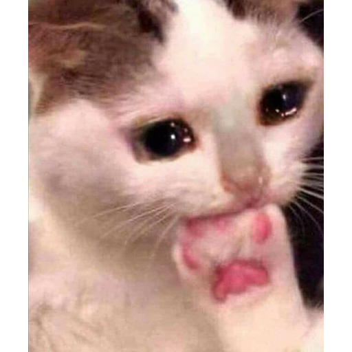 Sticker Maker - Catto v3