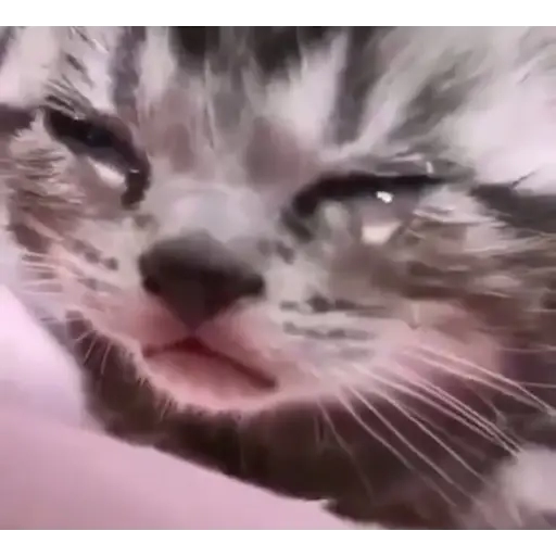 Sticker Maker - Crying Cats 1