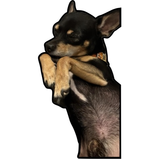 Sticker Maker - Cuco el chihuahua
