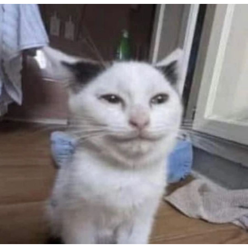 Sticker Maker - cursed cat