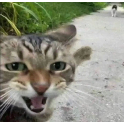 Sticker Maker - cursed cat