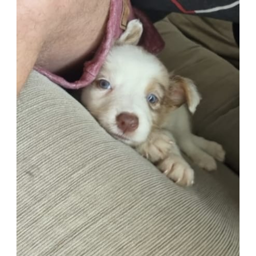 Sticker Maker - Darwin