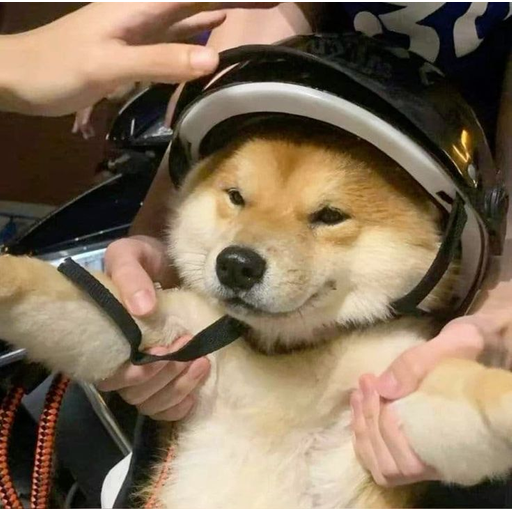 Sticker Maker - DaWG