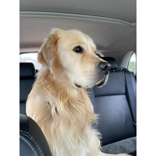 Sticker Maker - dawg