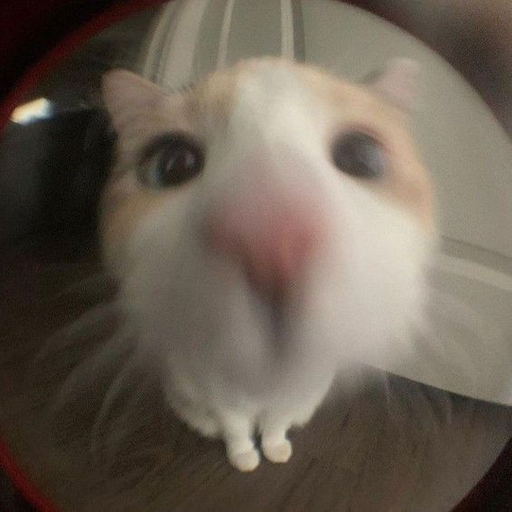 Sticker Maker - el gato xd
