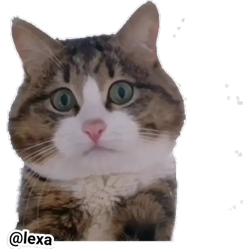 Sticker Maker - Emotion Cats