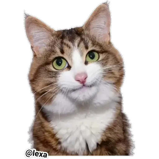 Sticker Maker - Emotion Cats