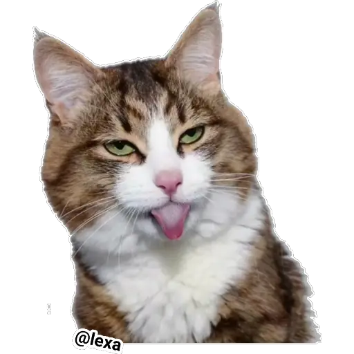 Sticker Maker - Emotion Cats