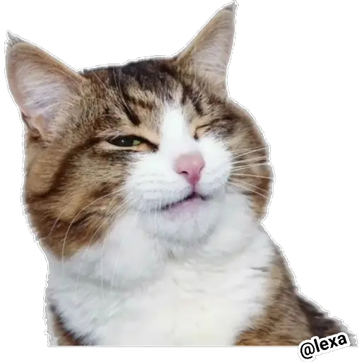Sticker Maker - Emotion Cats