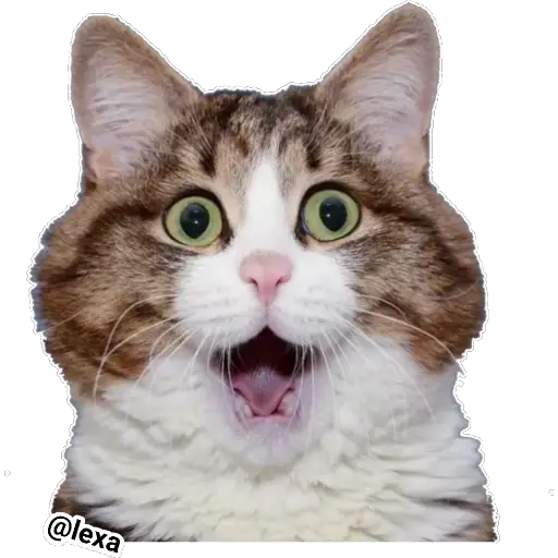 Sticker Maker - Emotion Cats