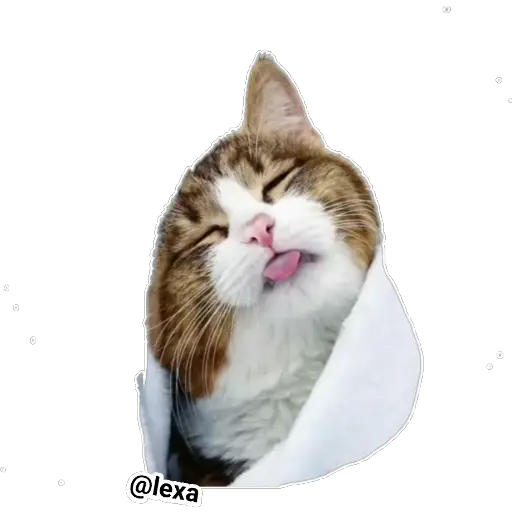 Sticker Maker - Emotion Cats