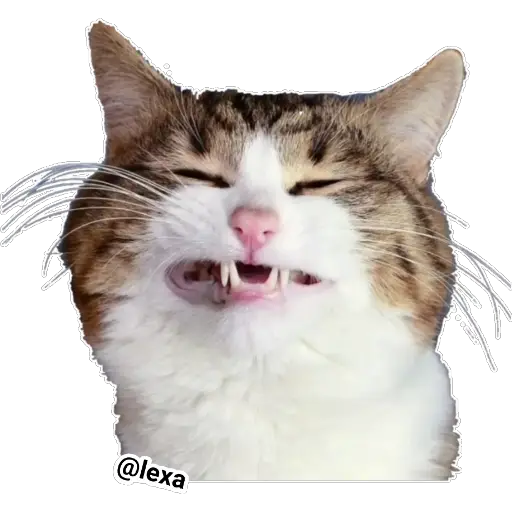Sticker Maker - Emotion Cats