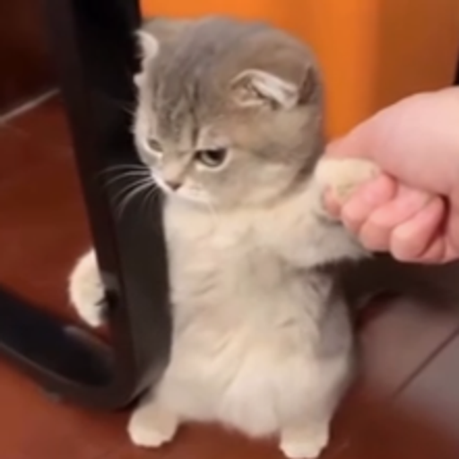 Sticker Maker - Emotional Damage Cat Sticker