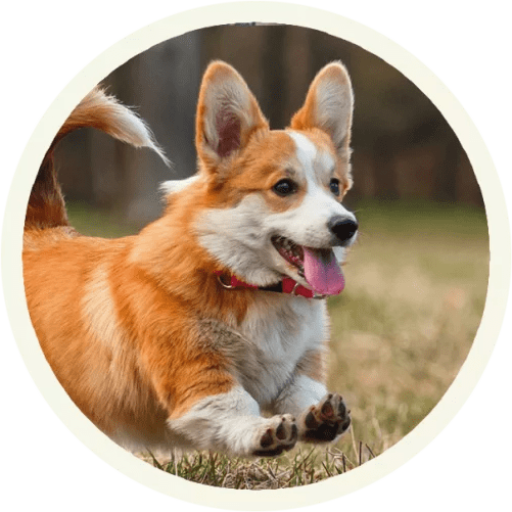 Sticker Maker - Funny corgi