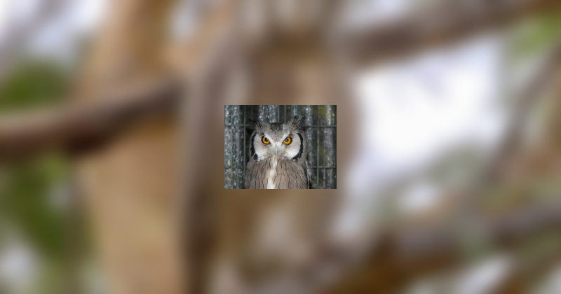 Sticker Maker - Fuzz